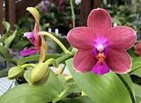 Phalaenopsis SDO Burnt Umber | Sapphire Dragon Orchids